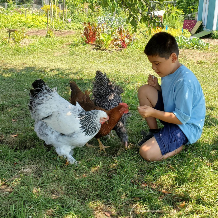 Chickens and Eggsploration! - Wenham Museum