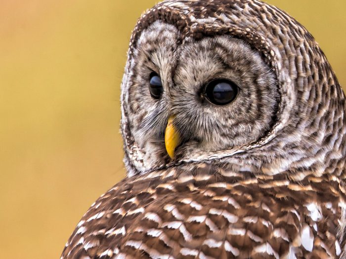 The World of Owls - SOLD OUT - Wenham Museum